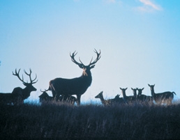 Bakken & Dyrehaven Amusement & National Deer Park Near Klampenborg ...